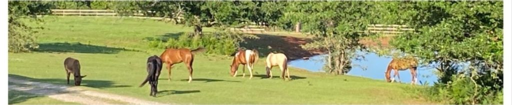 Diamond Bar Ranch – Equine Rescue and Sanctuary